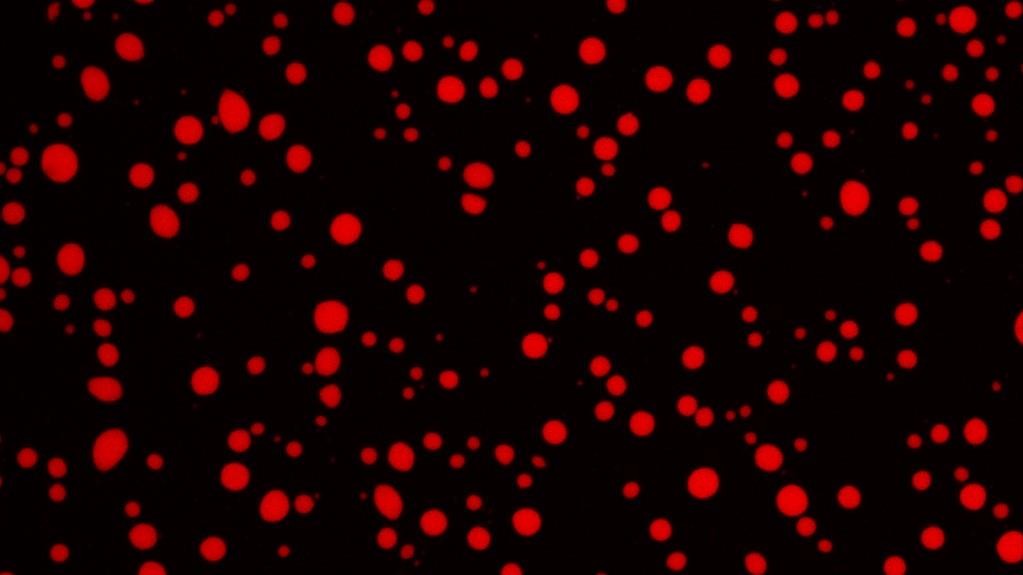 The Universality Of ‘phase Separation In Proteins Iitbombay